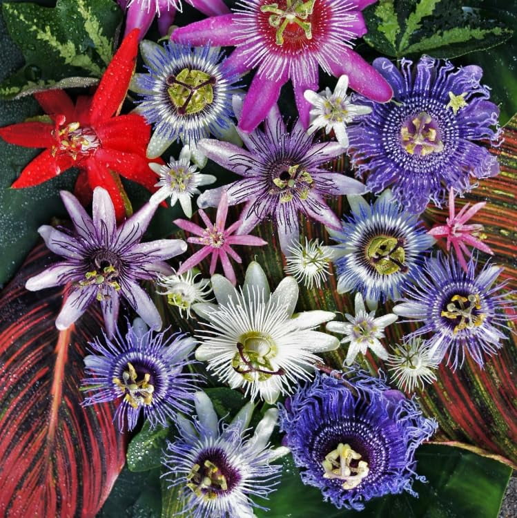 50+Perennial Passiflora Caerulea Passion Flower Seeds for Planting ...