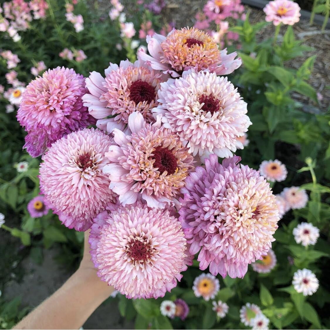 50+Perennial Zinderella Lilac Flower Seeds for Planting Outdoor-Non-GMO ...