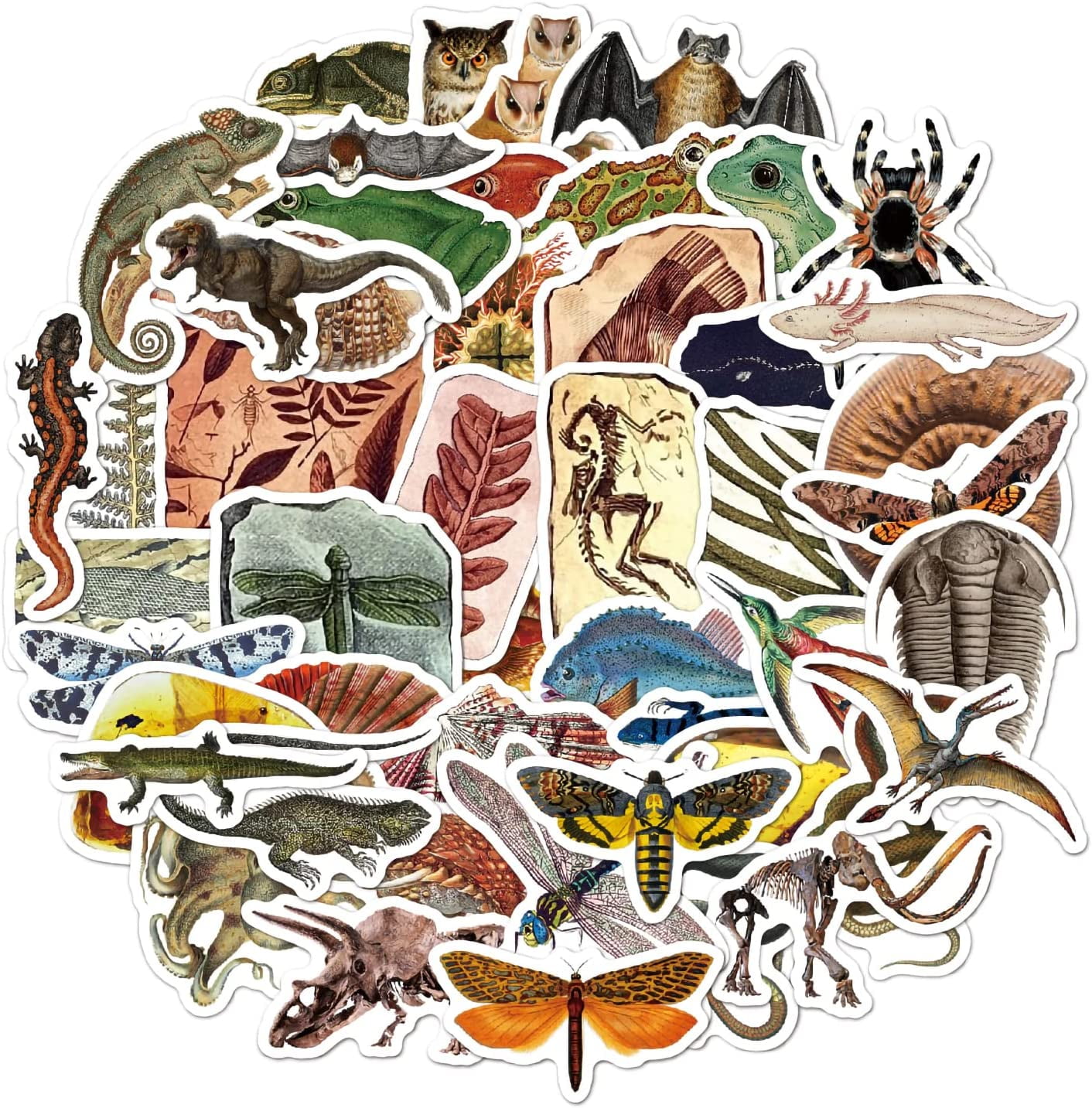 50 Pieces Paleontology Fossil Animal Stickers Dinosaur, Lizard ...