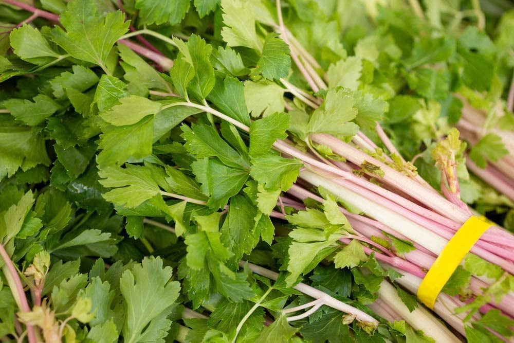 50 Pink Celery Seeds, Chinese, Apium Graveolens, Heirloom, Non GMO ...