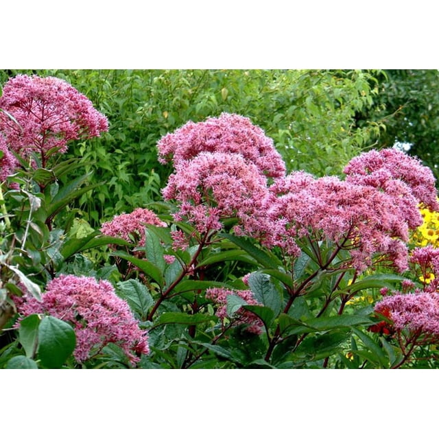 50 Pink JOE PYE WEED Eupatorium Maculatum Flower Seeds - Walmart.com