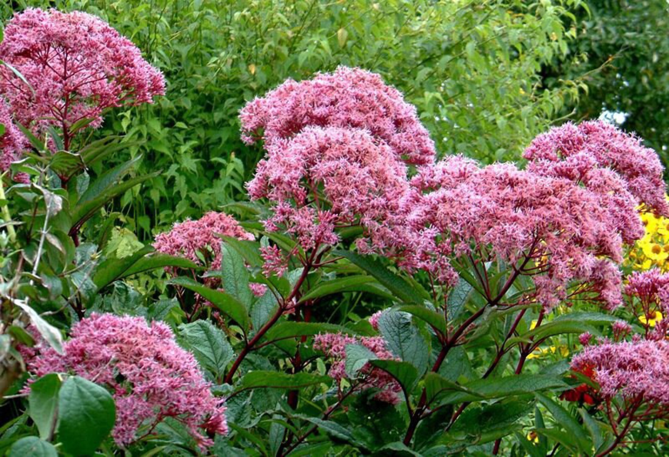 50 Pink JOE PYE WEED Eupatorium Maculatum Flower Seeds - Walmart.com