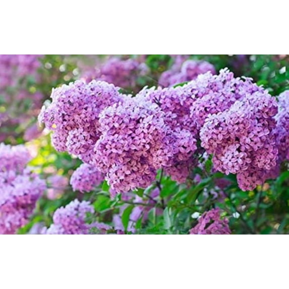 50 Pink Lilac Seeds Extremely Fragrant Japanese Tree Lilac Shrub ...