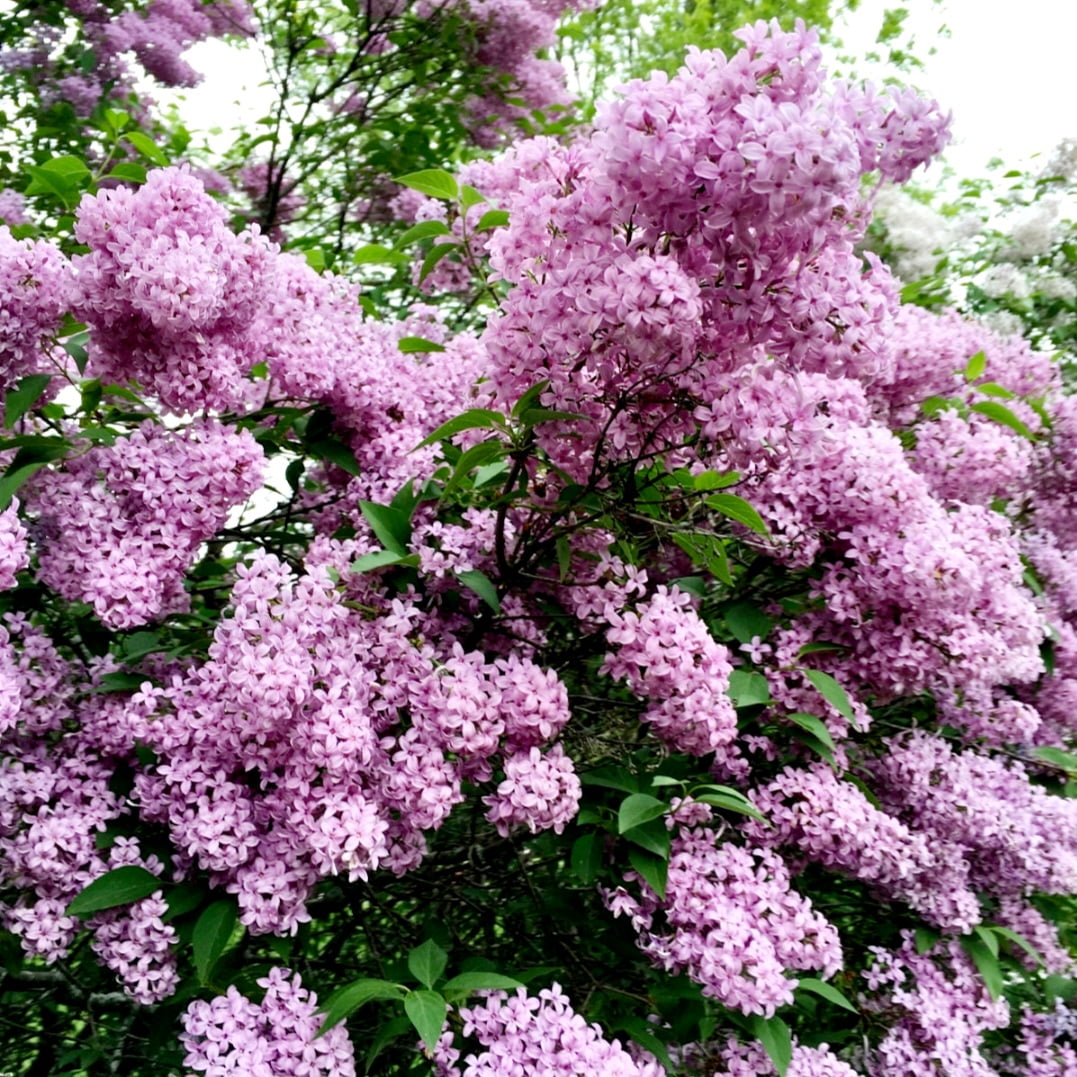 50 Pink Lilac Seeds Extremely Fragrant Japanese Tree Lilac Shrub ...