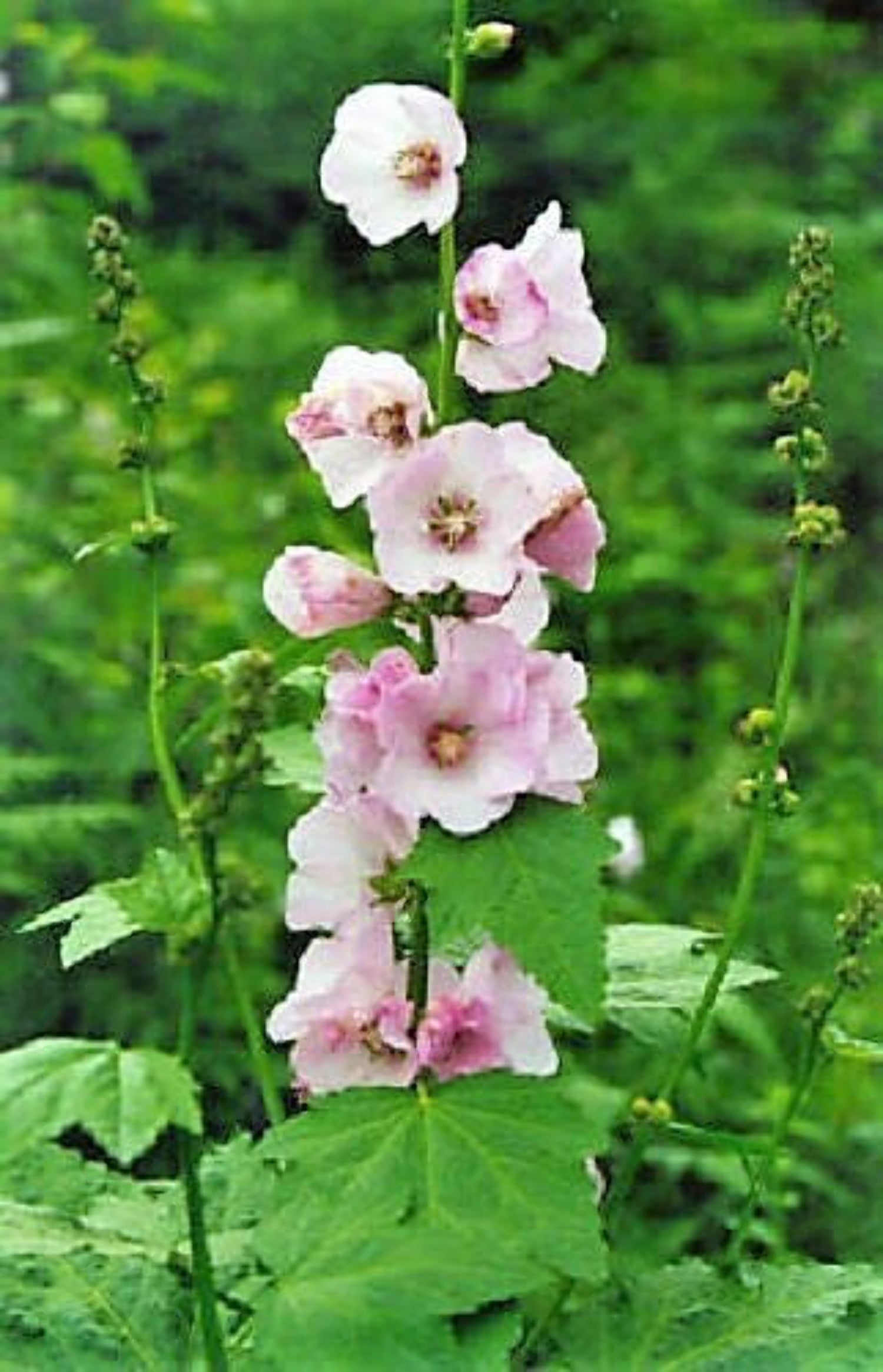50 Pink MOUNTAIN HOLLYHOCK Kankakee Mallow Iliamna Rivularis aka ...