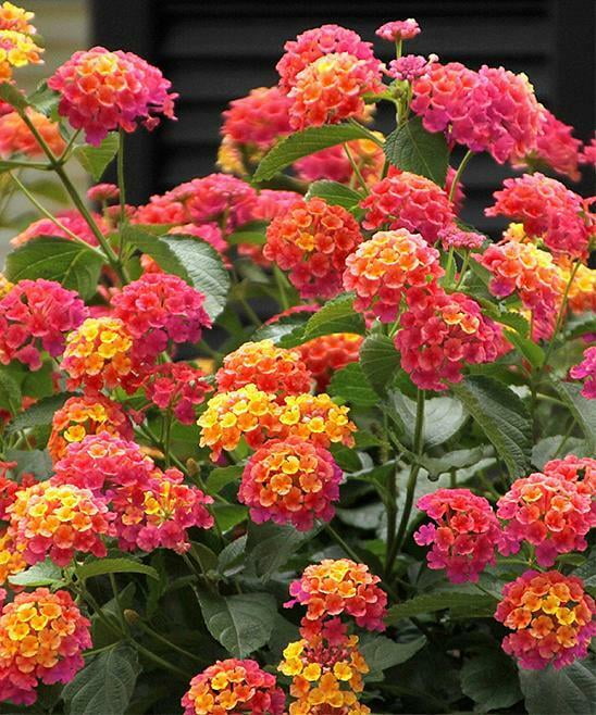 50 Pink Orange Verbena Seeds Flower Seed Flowers Spring Perennial ...