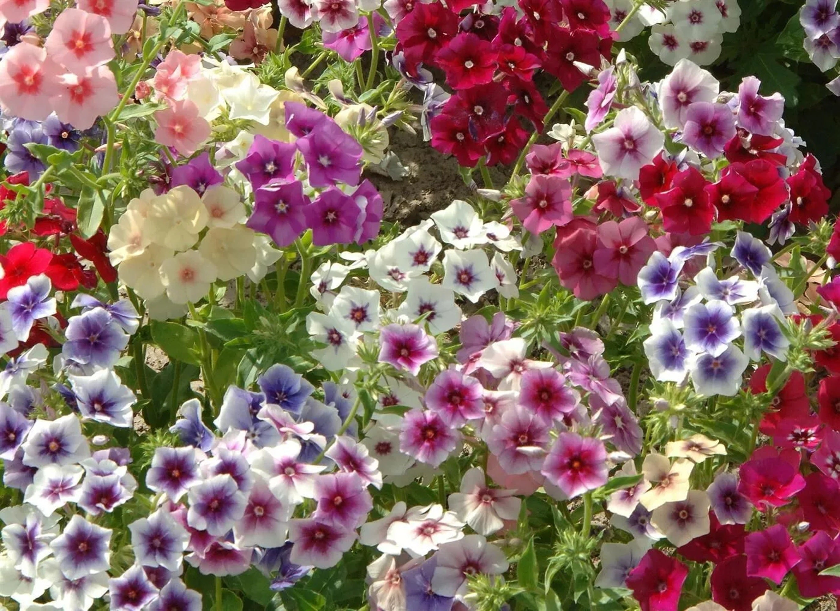 50 Art Shades Mix Phlox Seeds - Walmart.com