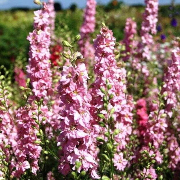 50 Pink Queen Delphinium Seeds Perennial Flower Garden Seed Flowers 783 ...