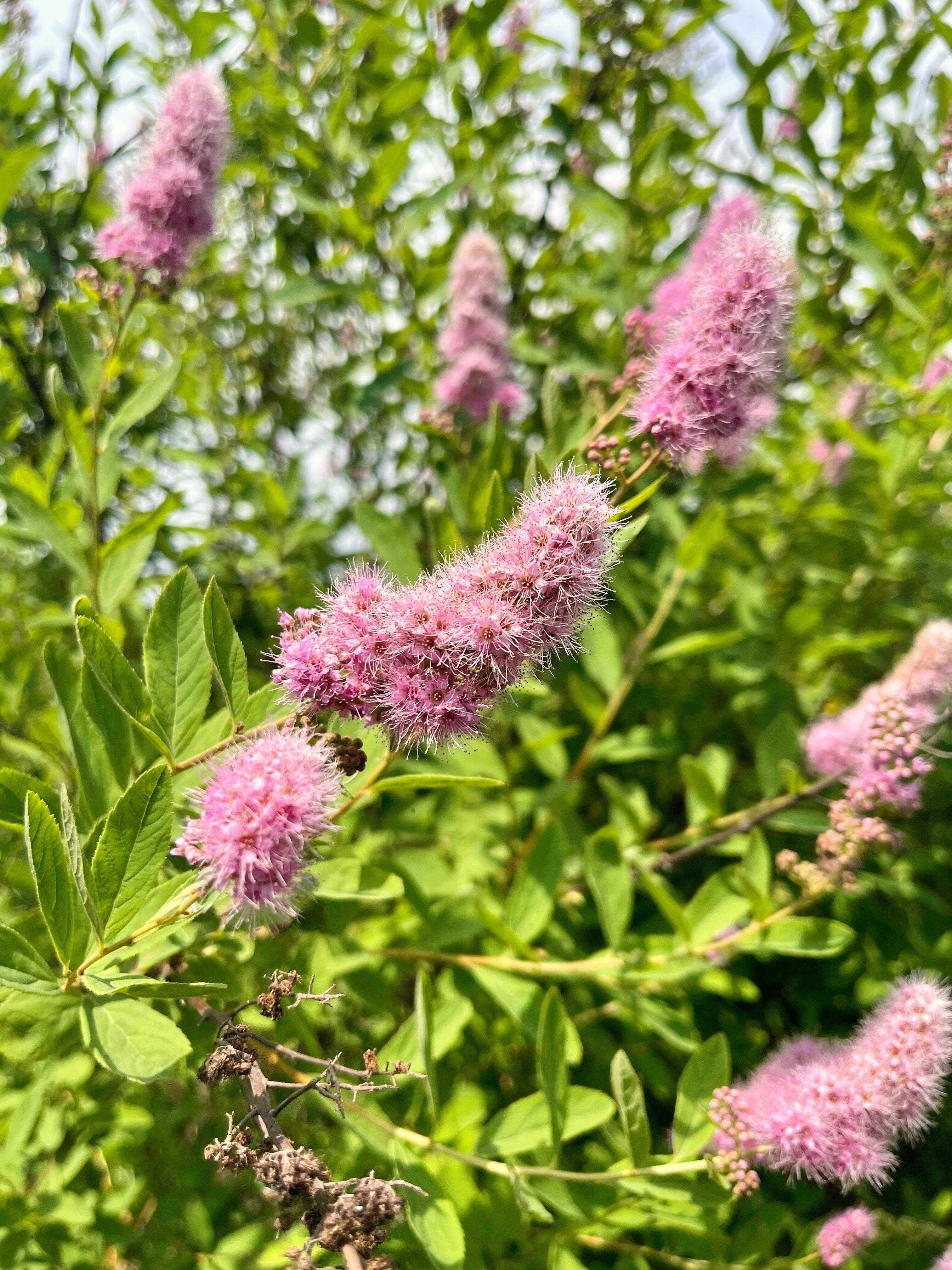 50 Pink STEEPLEBUSH Hardhack Meadow Sweet Spirea Spiraea Tomentosa ...