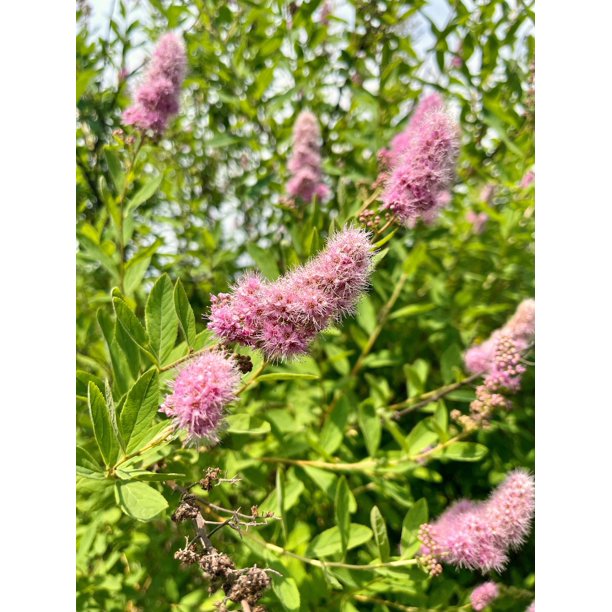 50 Pink STEEPLEBUSH Hardhack Meadow Sweet Spirea Spiraea Tomentosa ...