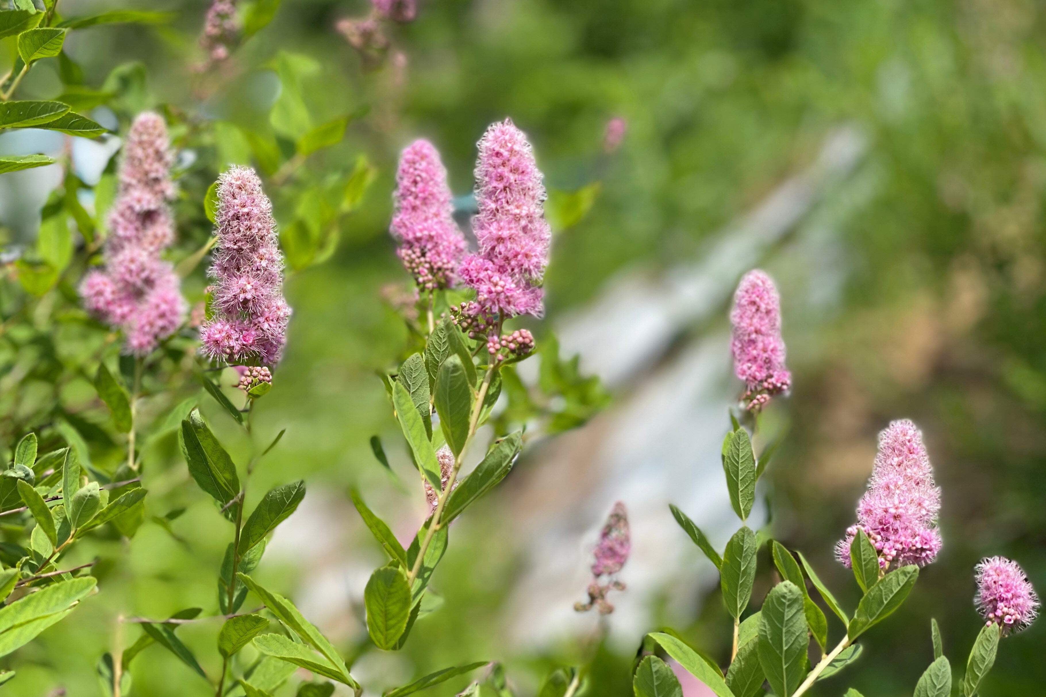 50 Pink STEEPLEBUSH Hardhack Meadow Sweet Spirea Spiraea Tomentosa ...