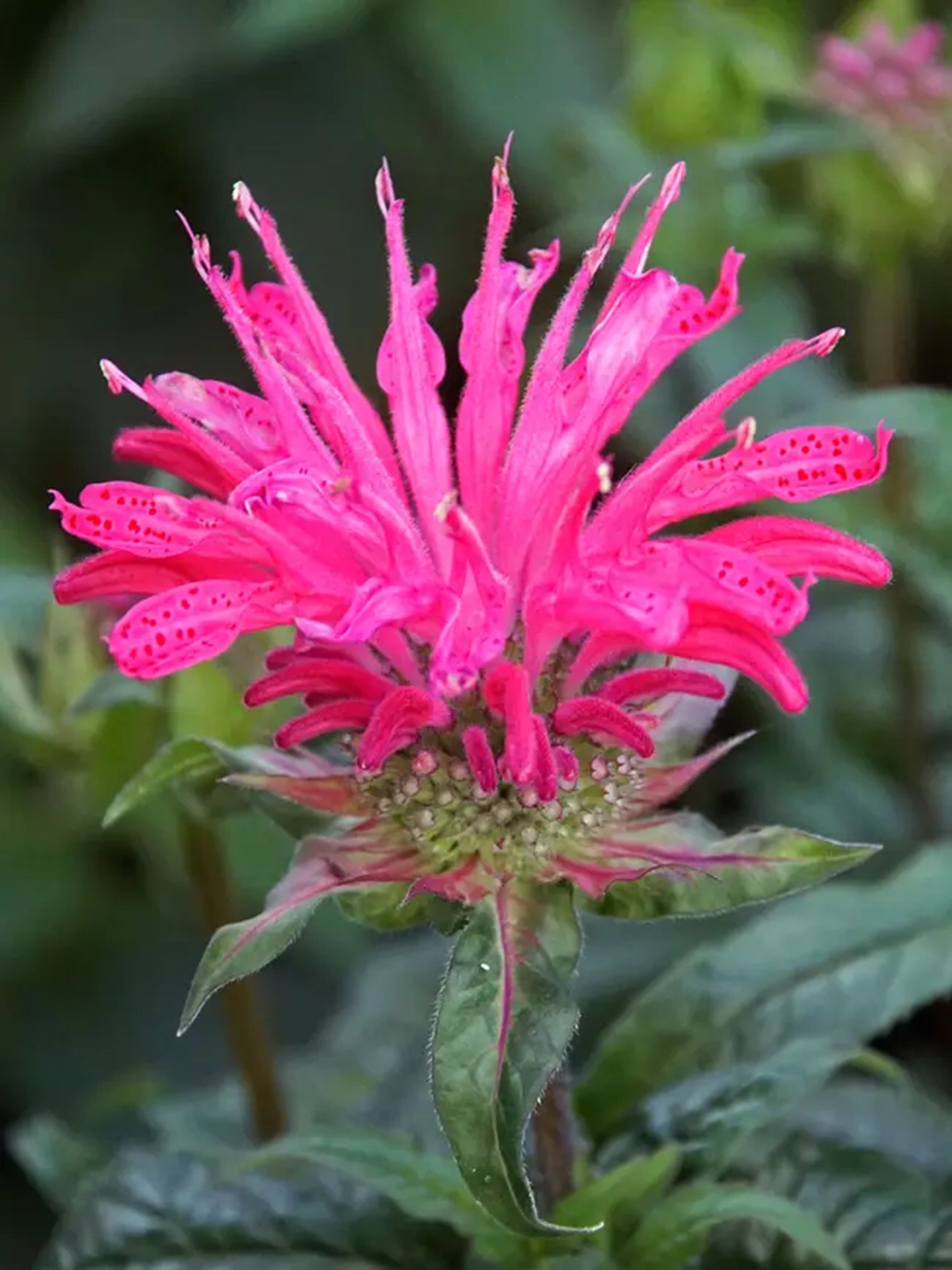 100 Electric Neon Pink Bee Balm Seeds - Walmart.com