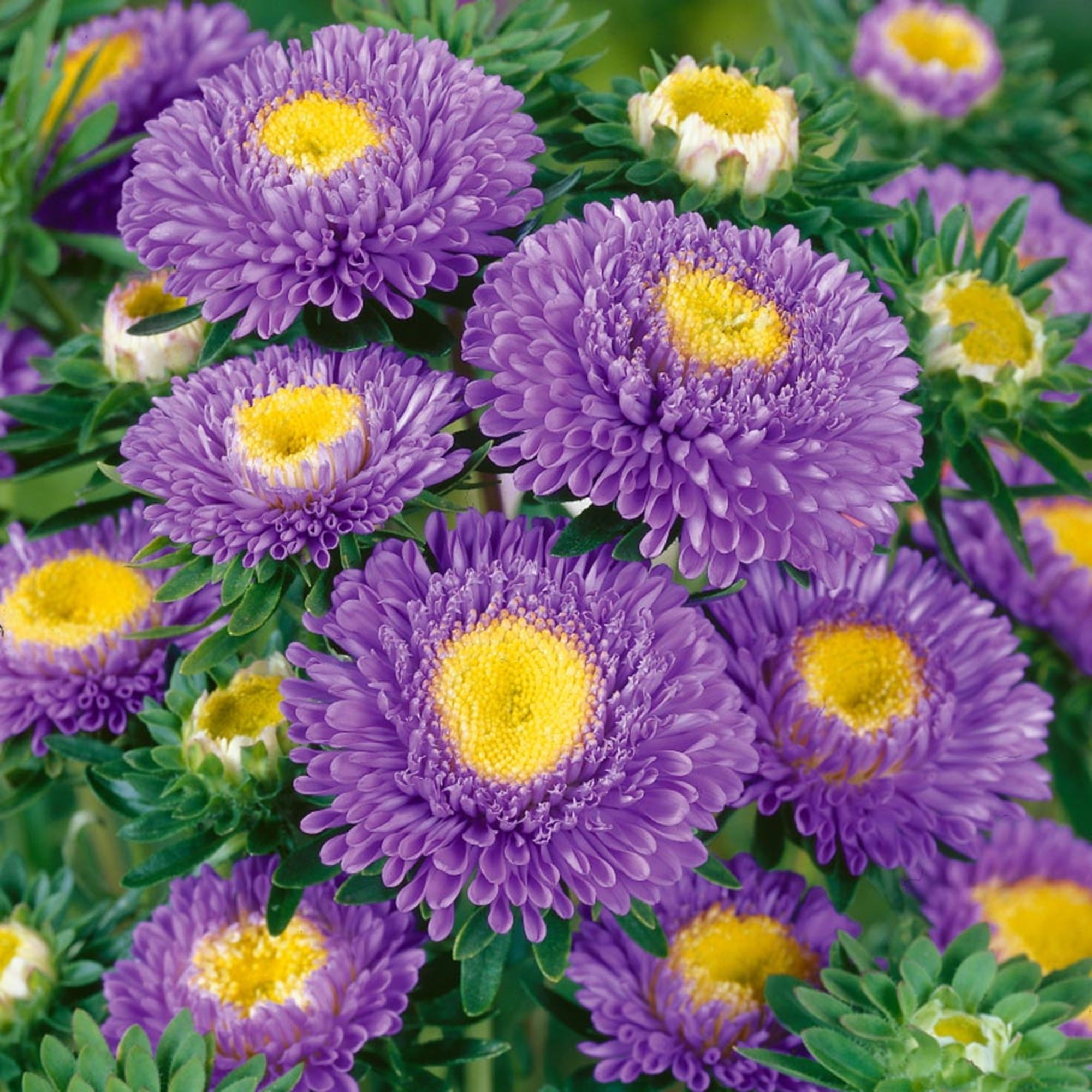 50 Pom Pom light Blue Aster Flower Seeds - Walmart.com
