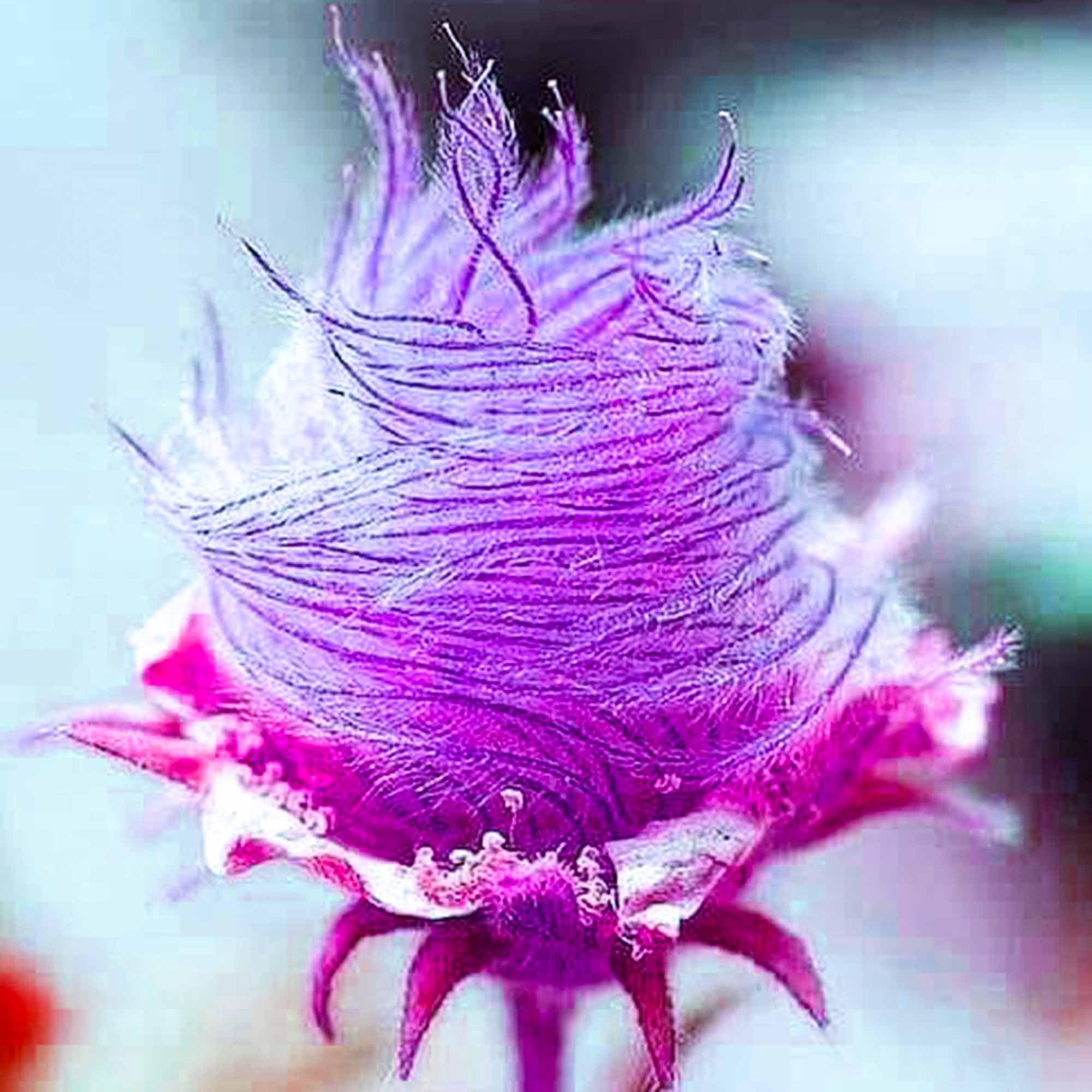 50+ Prairie Smoke Seeds for Planting - Rare Geum triflorum Seeds Native ...