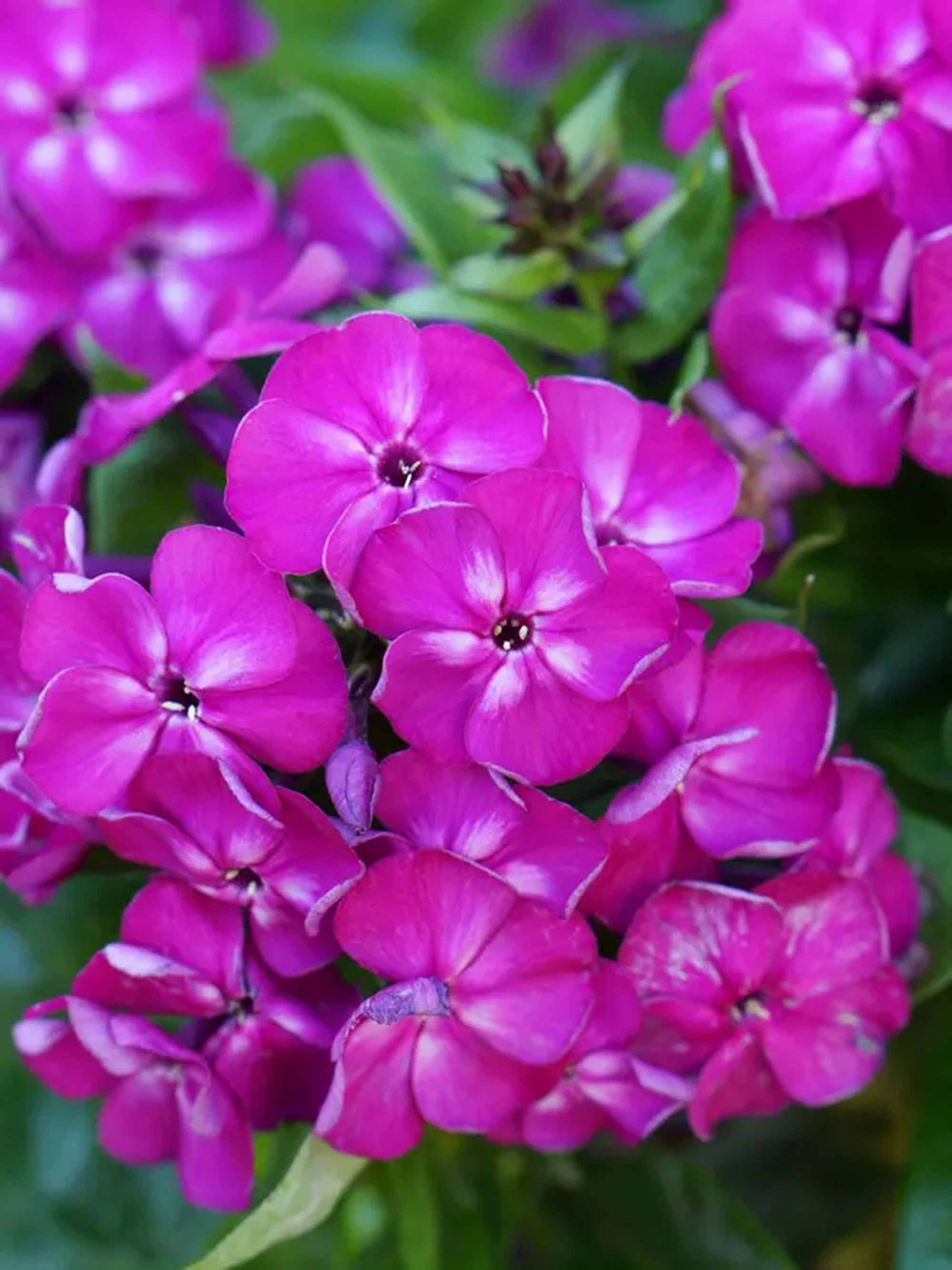 Toadstool Seeds 50 Bambini Desire Phlox Seeds, Purple Perennial Flower ...