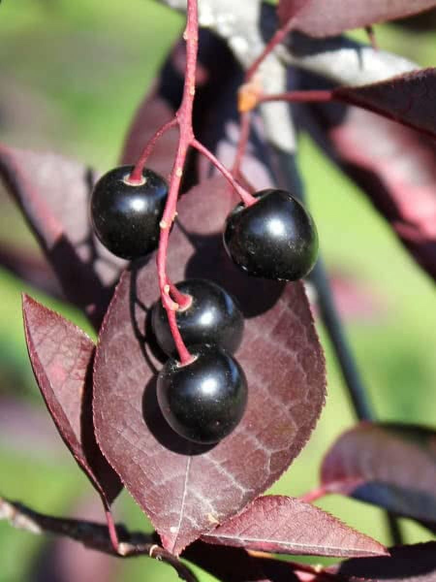 50 Purple Chokecherry Tree Seeds for Planting - Shubert Chokecherry ...