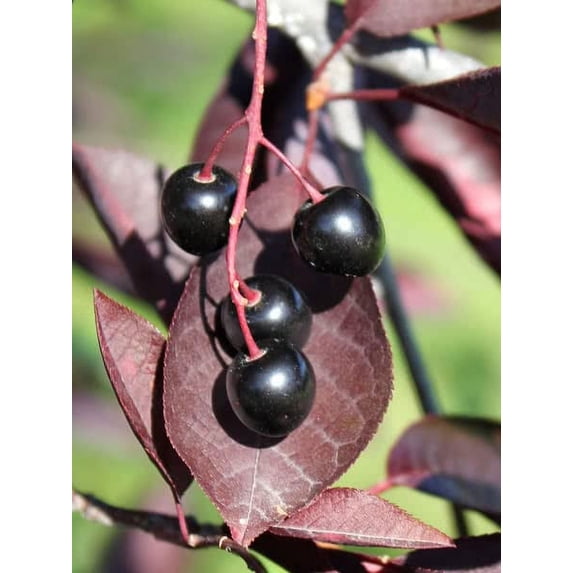 50 Purple Chokecherry Tree Seeds for Planting - Shubert Chokecherry ...