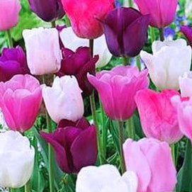 50 Purple Rain Mix Tulip Bulbs - Tulipa Triumph: Super-Sized X-tra ...