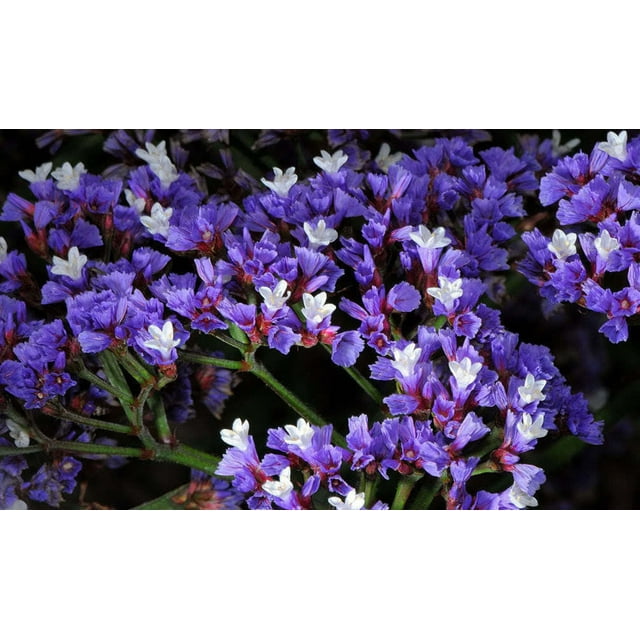 50 Purple STATICE / SEA LAVENDER Limonium Sinuatum Flower Seeds ...