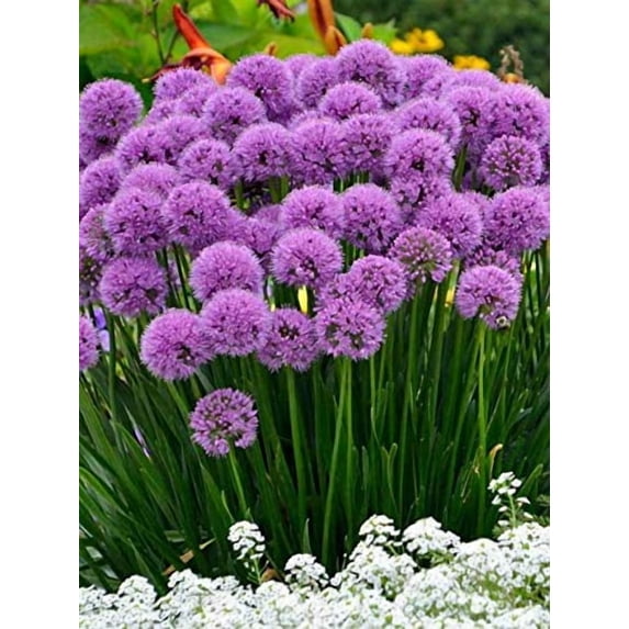 50 Purple Sensation Allium Bulbs for Planting - Perennial Garden or ...