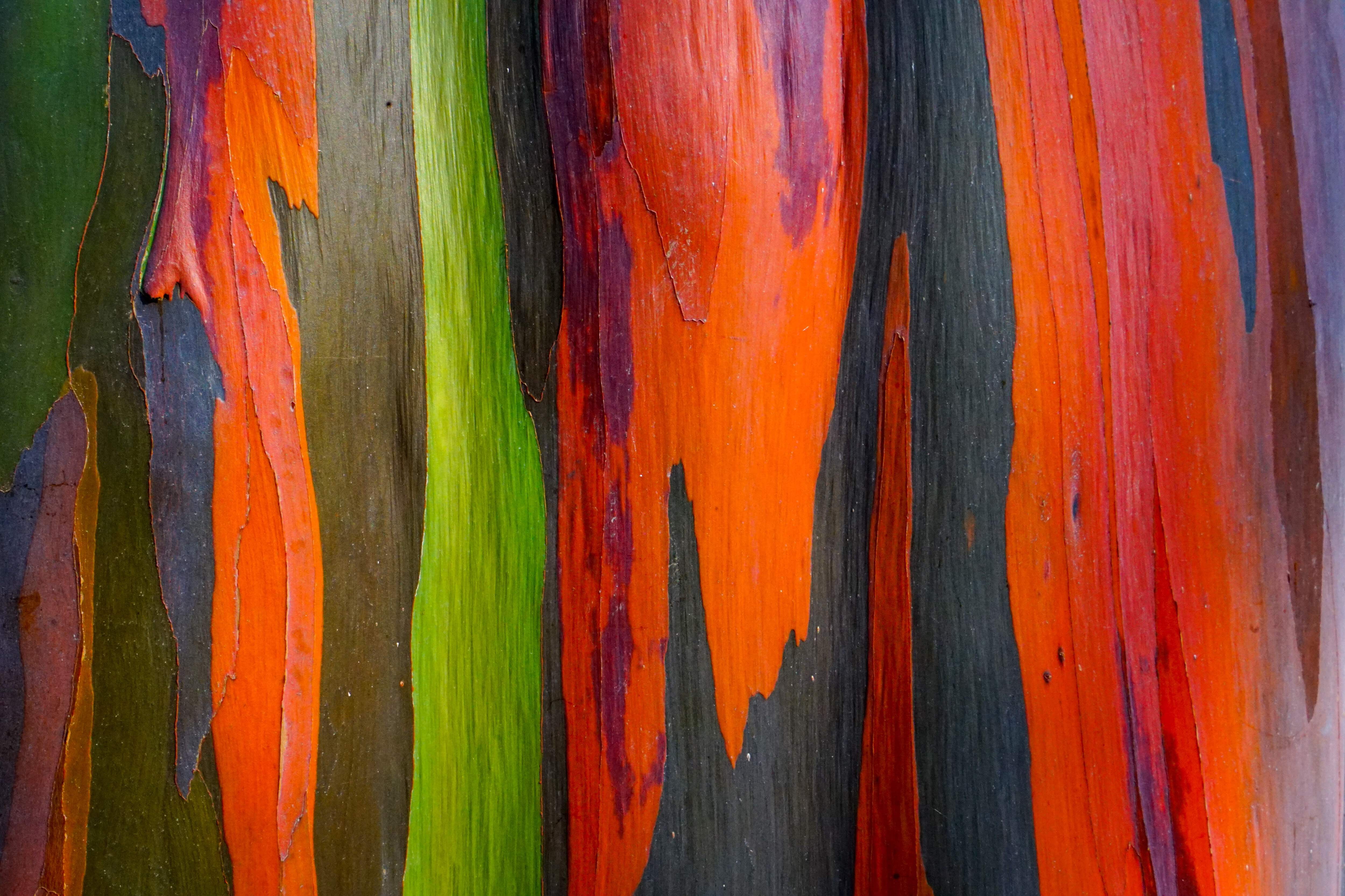 50 RAINBOW EUCALYPTUS Deglupta Gum Multicolor Bark Tree Seeds - Walmart.com