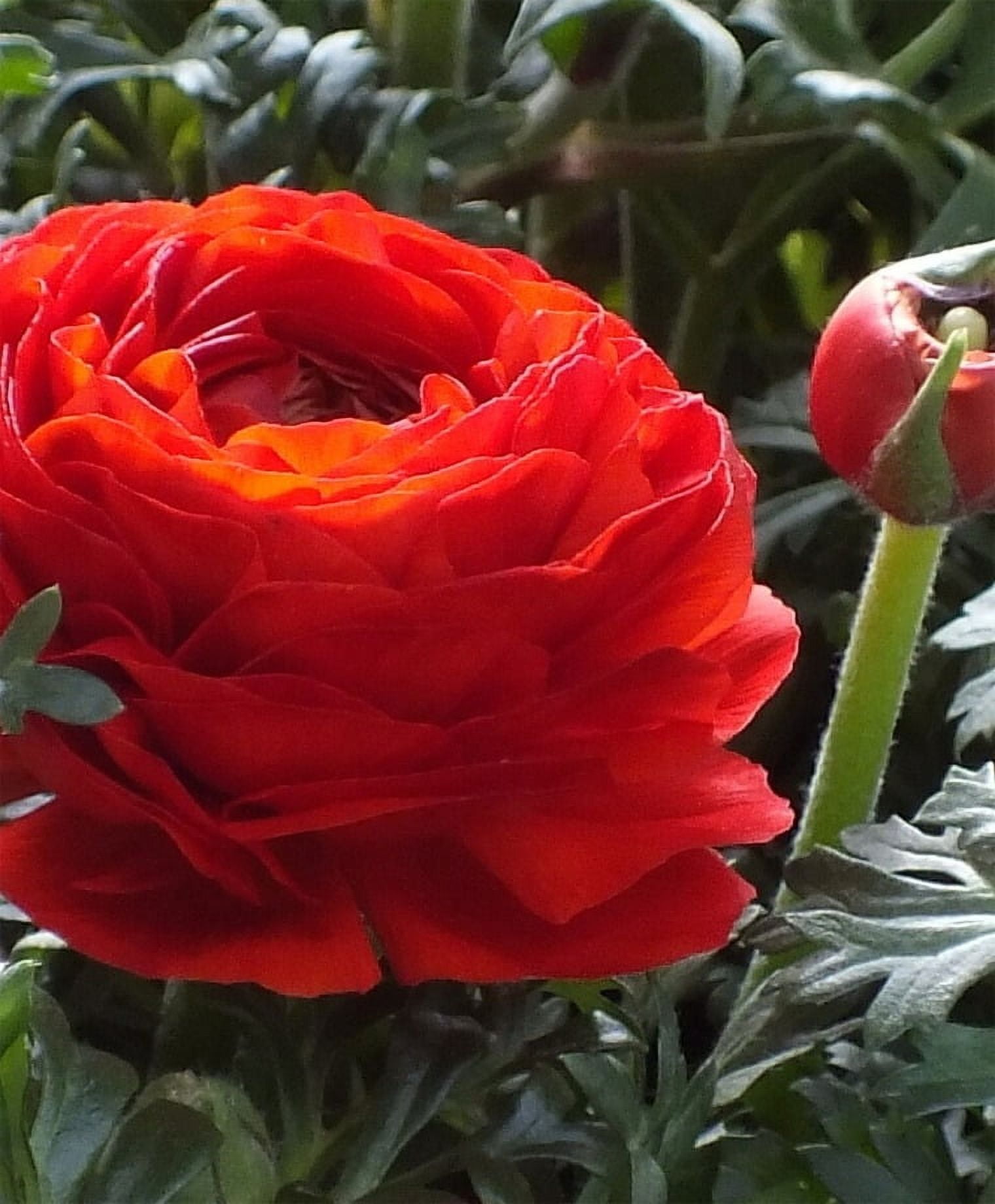 50 RANUNCULUS RED SHADES BULBS - Walmart.com