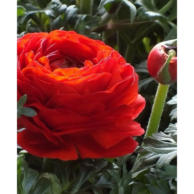50 RANUNCULUS RED SHADES BULBS - Walmart.com