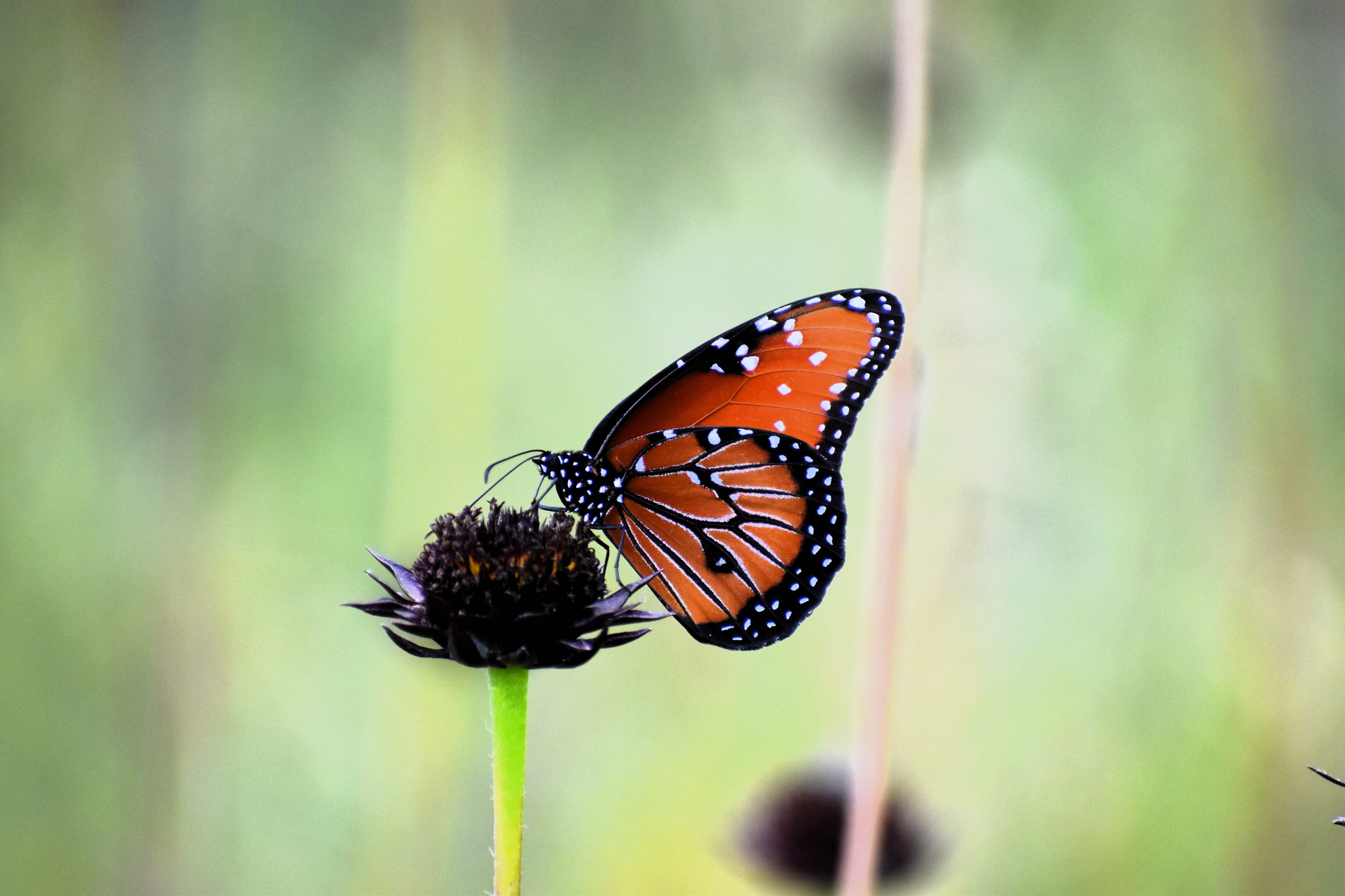 50 RAYLESS SUNFLOWER Helianthus Radula aka Pineland or Stiff Sunflower ...