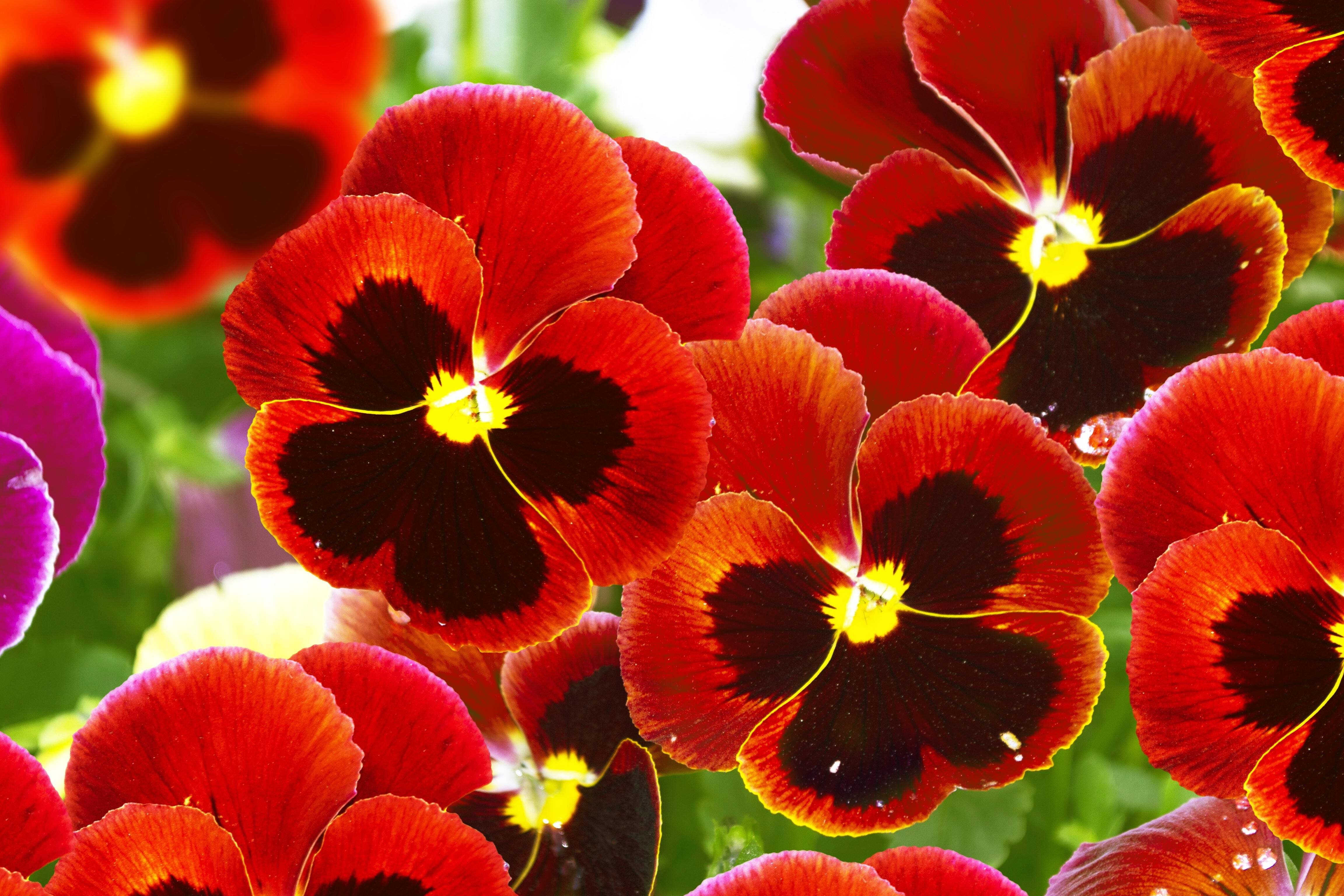 50 RED & BROWN PANSY Violet Viola Wittrockiana Flower Seeds - Walmart.com