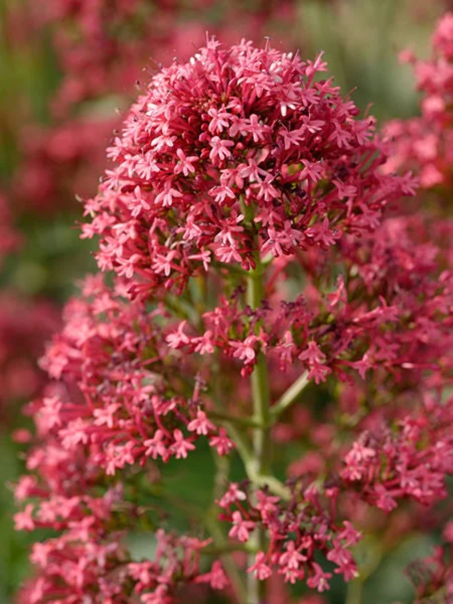 50 RED JUPITER'S BEARD Valerian Keys of Heaven Centranthus Ruber Flower ...
