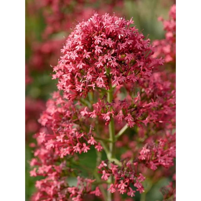 50 RED JUPITER'S BEARD Valerian Keys of Heaven Centranthus Ruber Flower ...