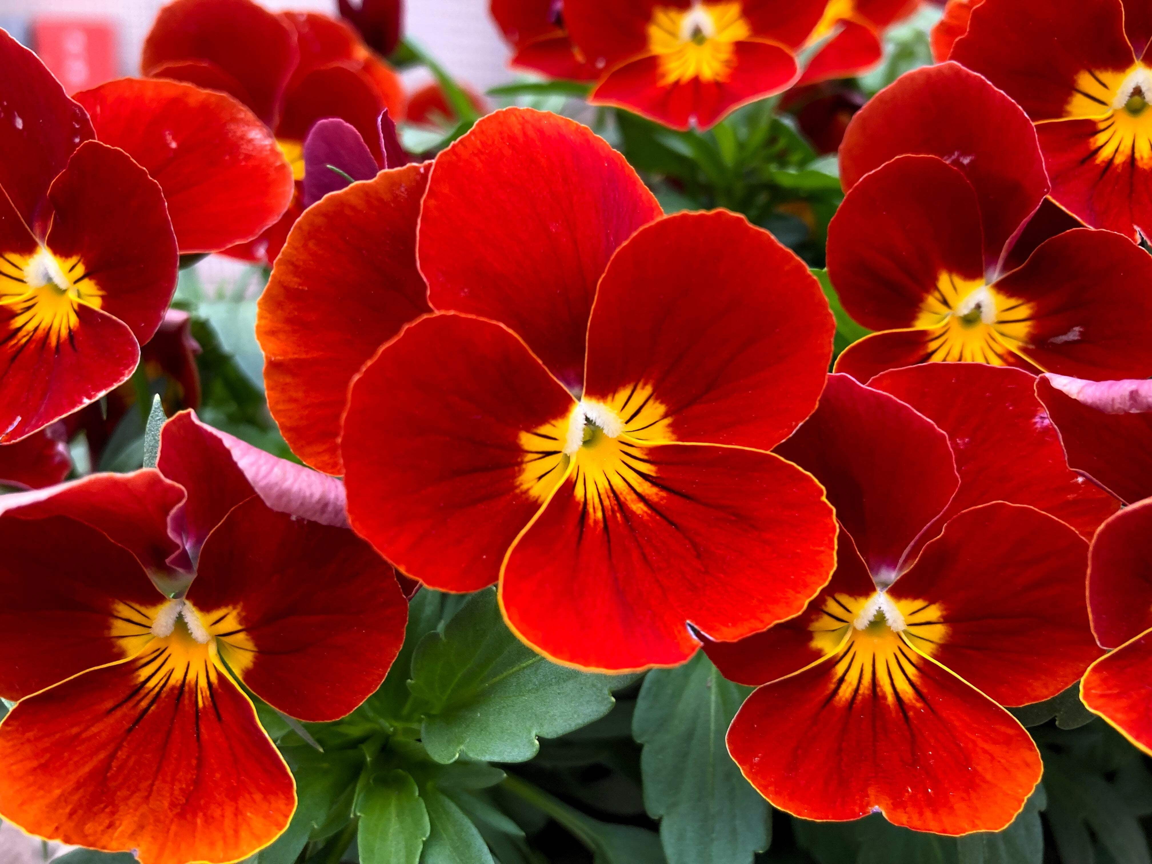 Seedville USA, 50 Red and Yellow Pansy Seeds, Viola Wittrockiana ...