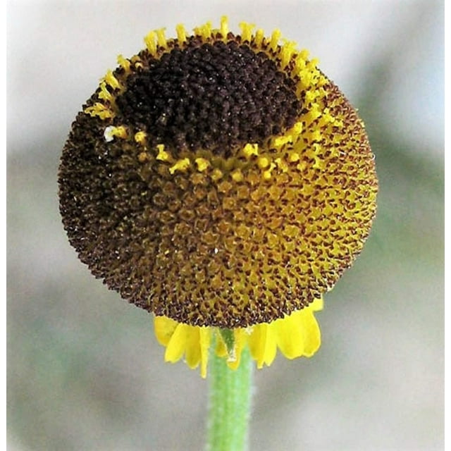 50 ROSILLA Helenium Puberulum Autumn Lollipop Sneezeweed Dogtooth Daisy ...
