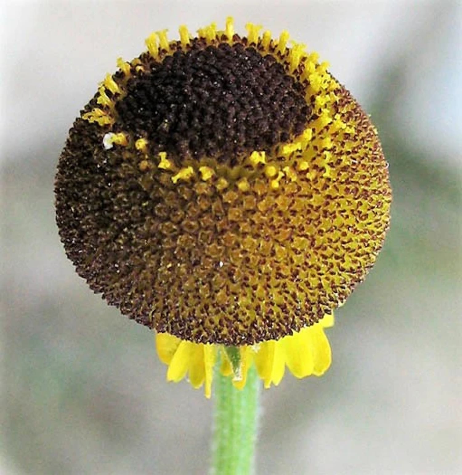 50 ROSILLA Helenium Puberulum Autumn Lollipop Sneezeweed Dogtooth Daisy ...