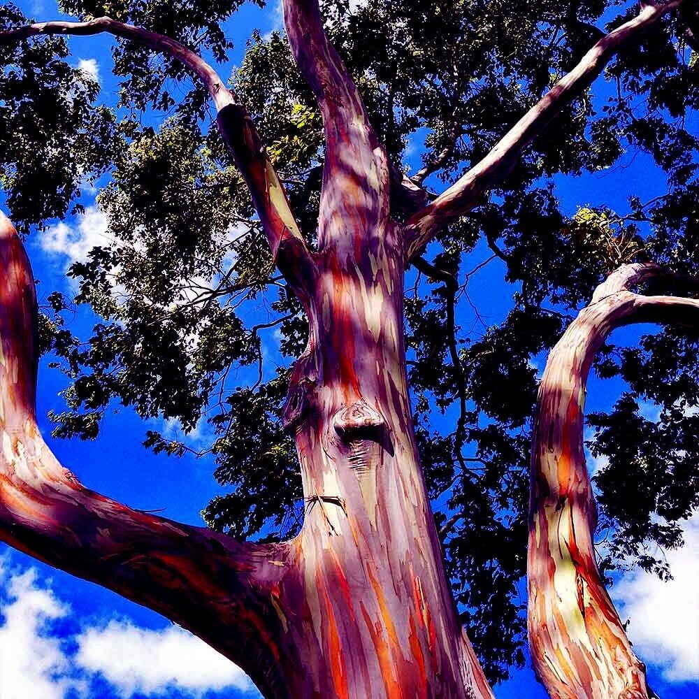 50 Rainbow Eucalyptus deglupta Tree Seeds Fast Tropical Indonesian ...