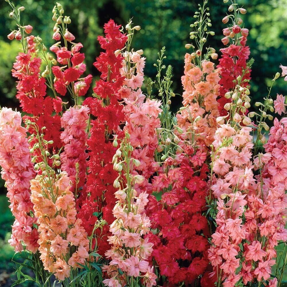 50 Red Arrow Mix Delphinium Seeds - Walmart.com