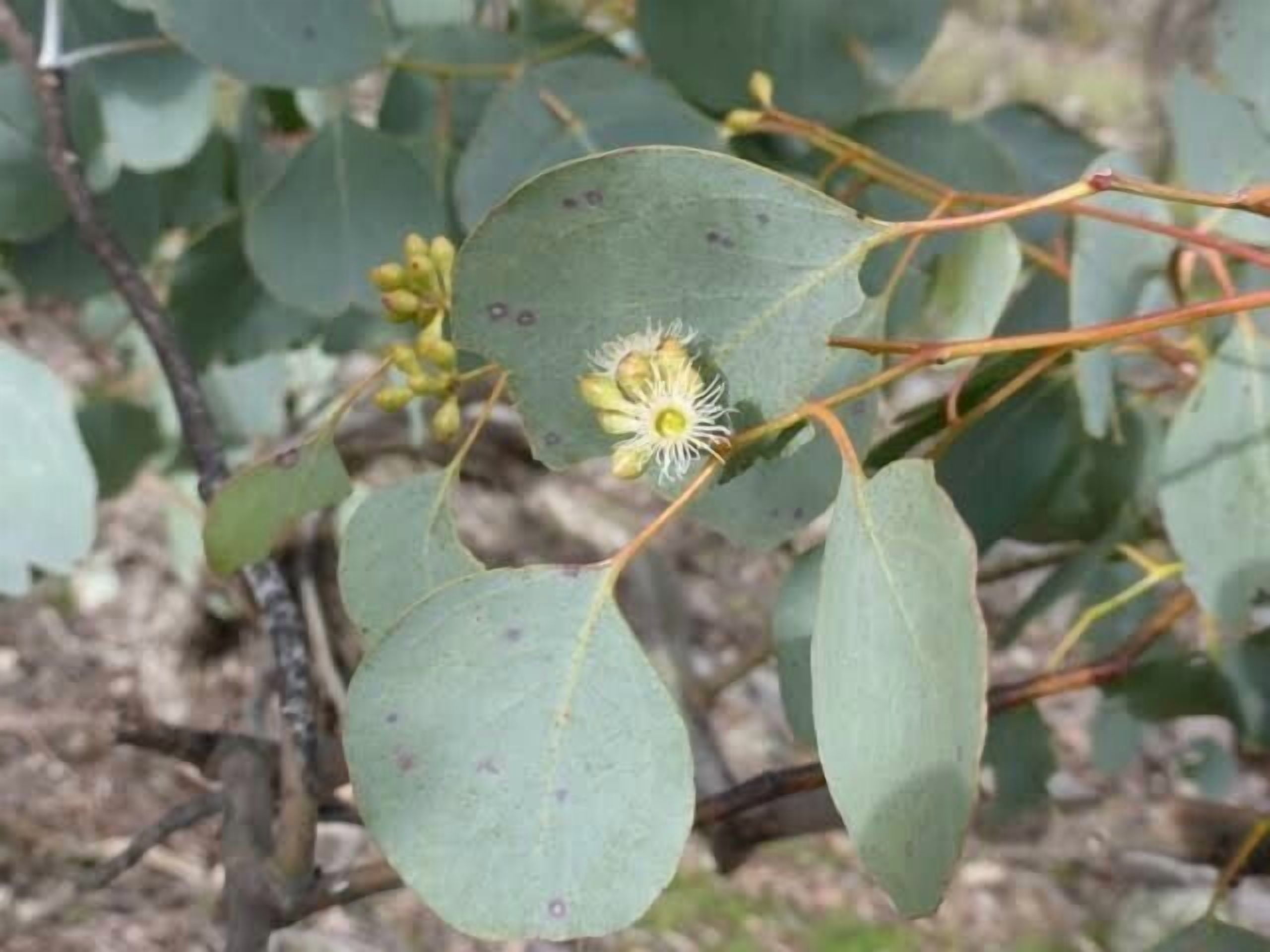 50 Red Box Eucalyptus Seeds Tree Flower Perennial Flowers Seed US ...