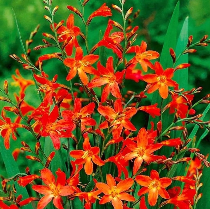 40 Red Crocosmia Bulbs, Perennial Crocosmia Flower Bulbs for Planting ...