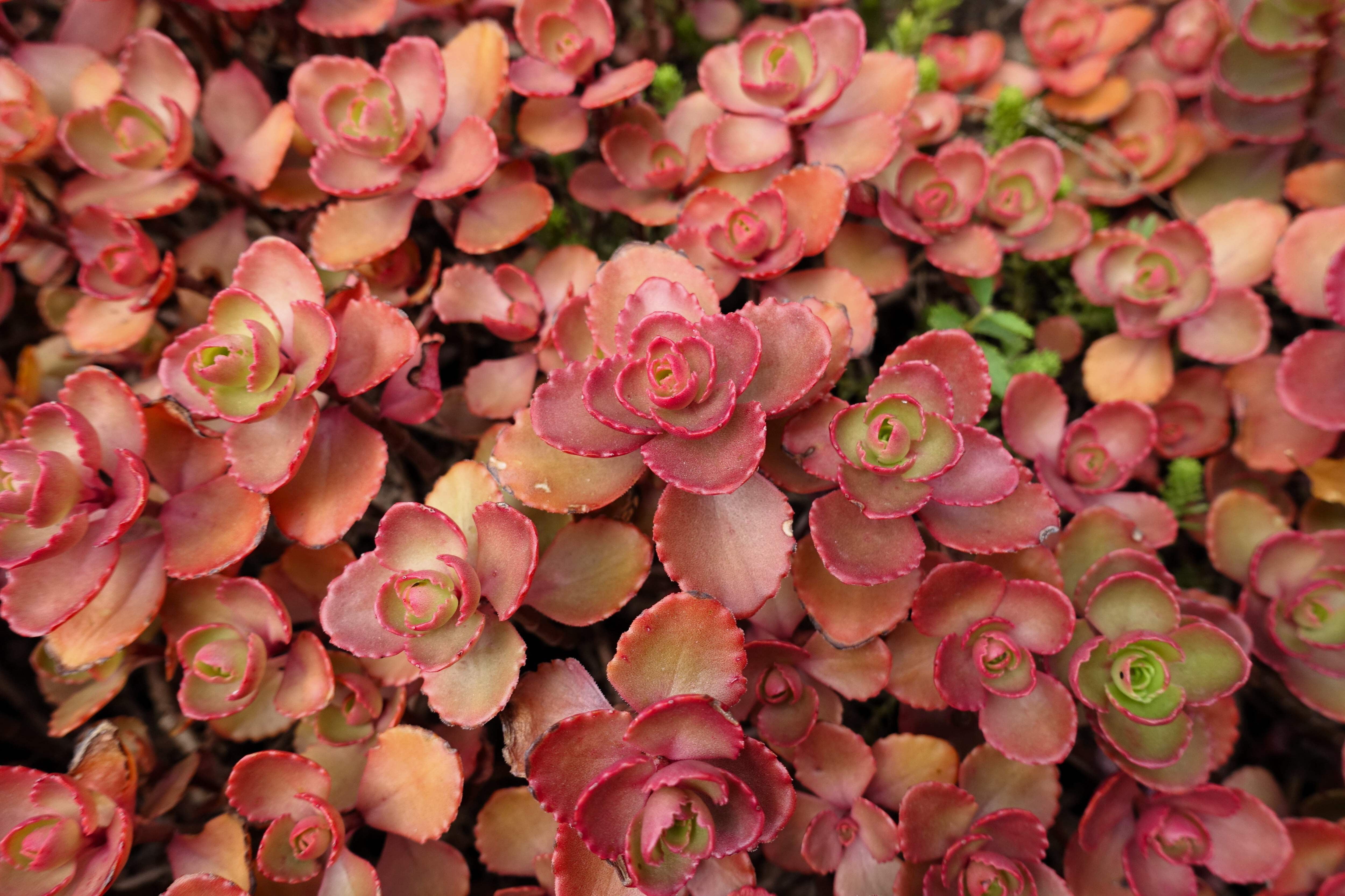 "Seedville USA, 50 Dragon's Blood Sedum Seeds, Red Stonecrop Sedum ...
