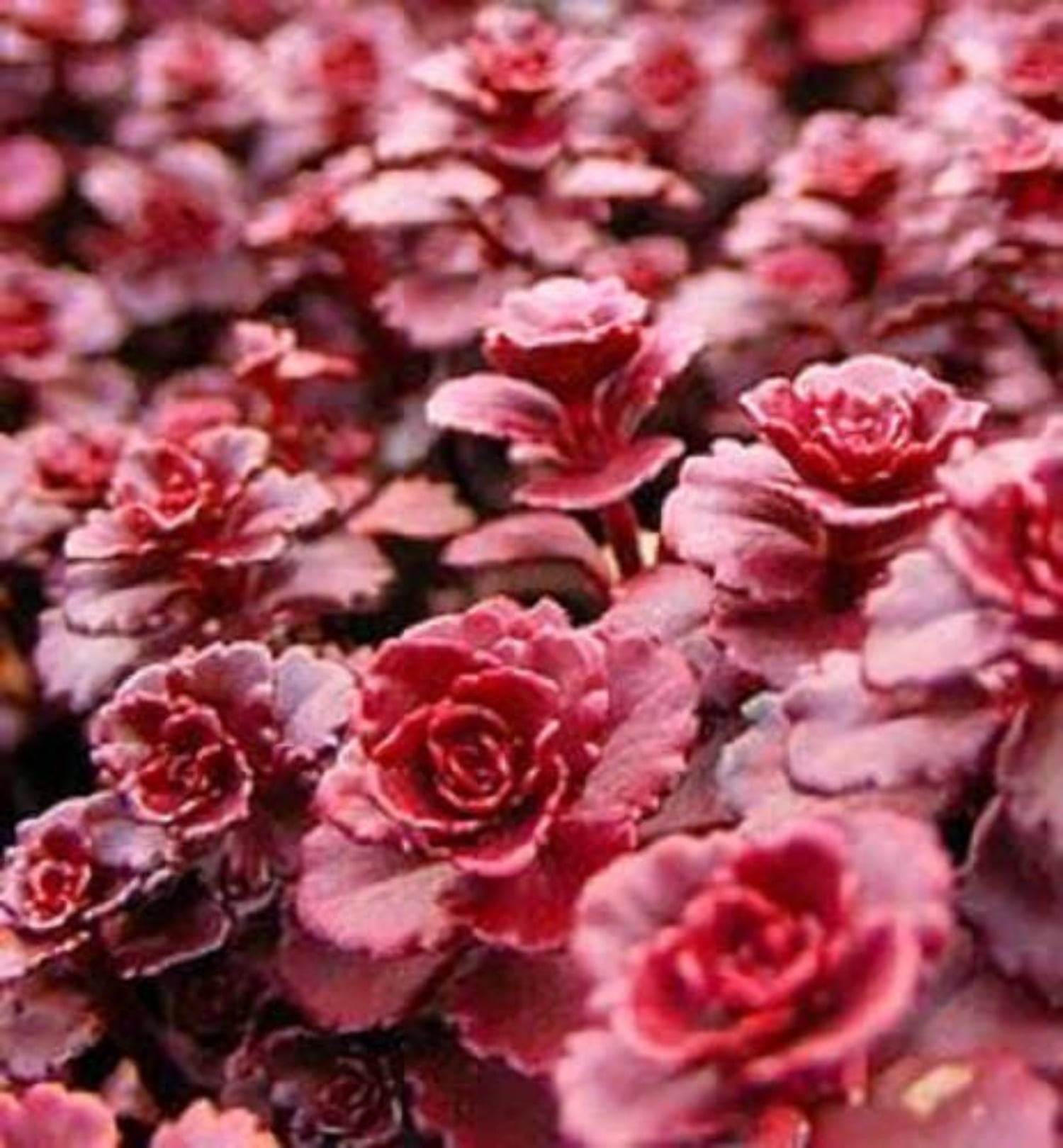 Seedville 50 Dragon's Blood Sedum Plant Seeds, Stonecrop, Succulent ...