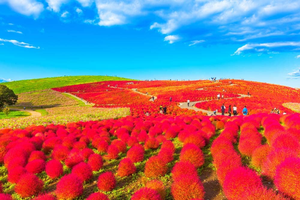 50 Red Kochia Seeds - Grow Exotic Mexican Fire Plant - Summer Cypress ...