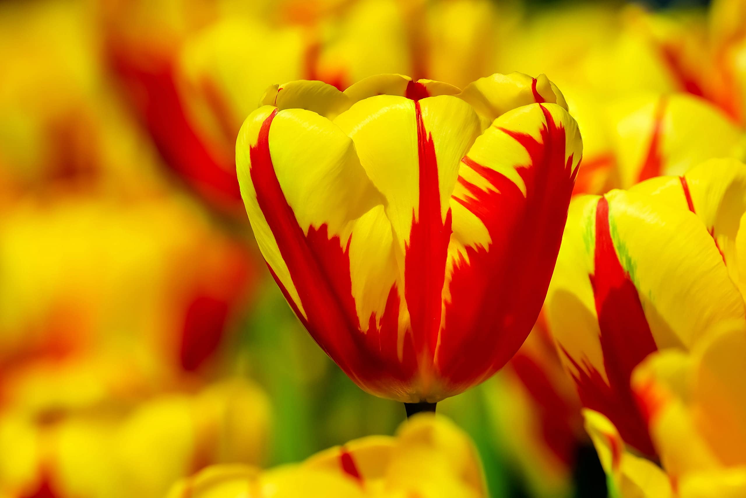 CZ Grain Red and Yellow Rembrandt Tulip Bulbs, 50 Fresh Bulbs for ...