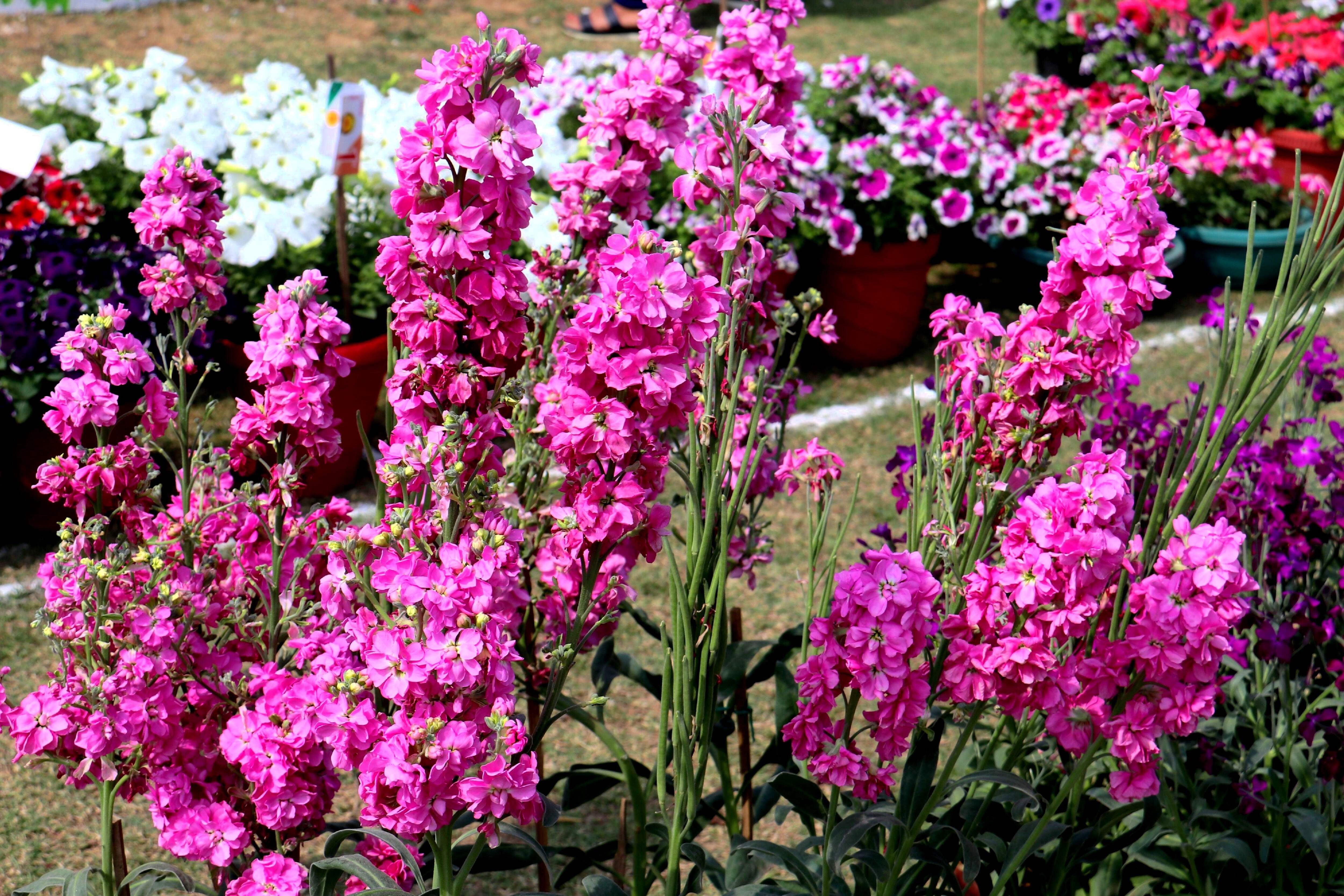 50 Rose PINK STOCK Matthiola Incana Ten-Week Gillyflower Seeds ...