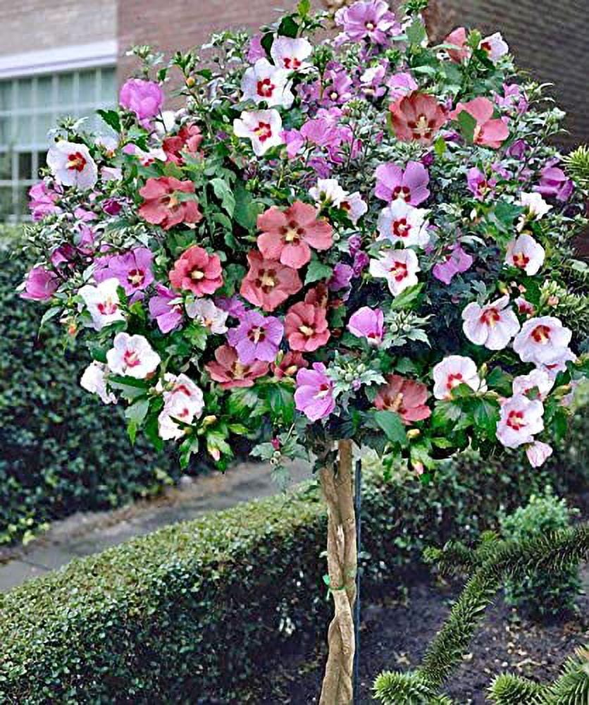 CZ Grain, 50 Rose of Sharon Seeds, Multicolor Hibiscus, Giant Perennial ...