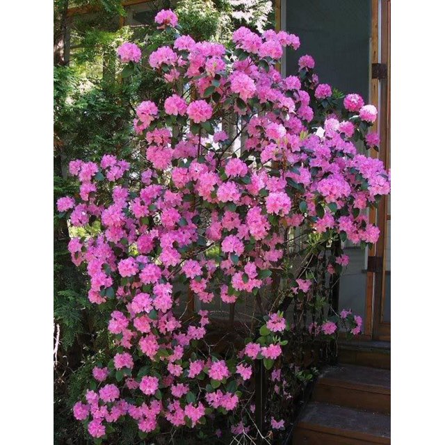 50 Rosebay RHODODENDRON Maximum White Pink Laurel Bush Shrub Flower ...
