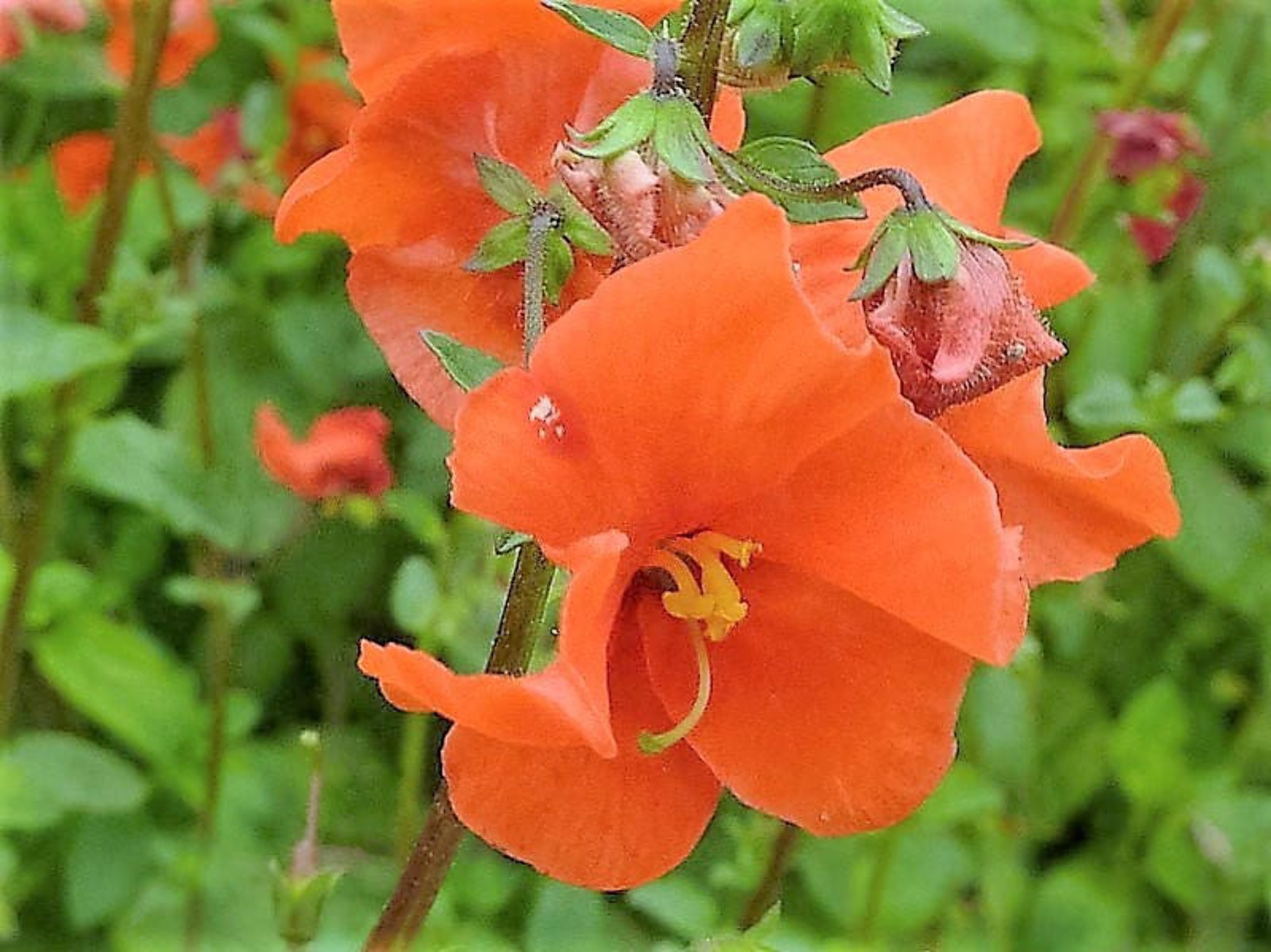 50 SCARLET MASK FLOWER Hummingbird Plant Red Alonsoa Warscewiczii Seeds ...