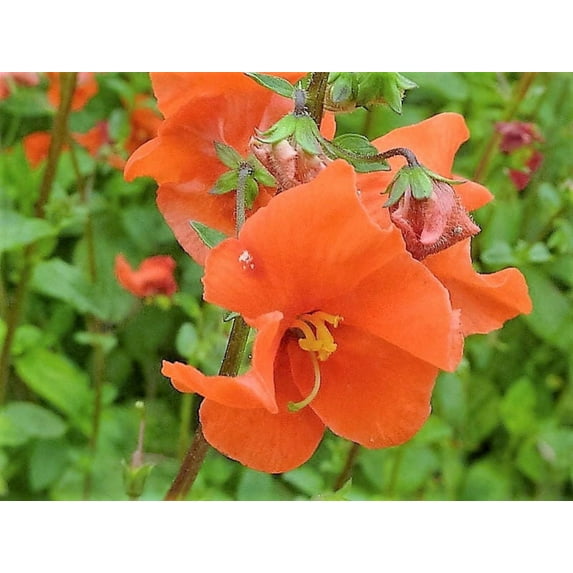 50 SCARLET MASK FLOWER Hummingbird Plant Red Alonsoa Warscewiczii Seeds ...