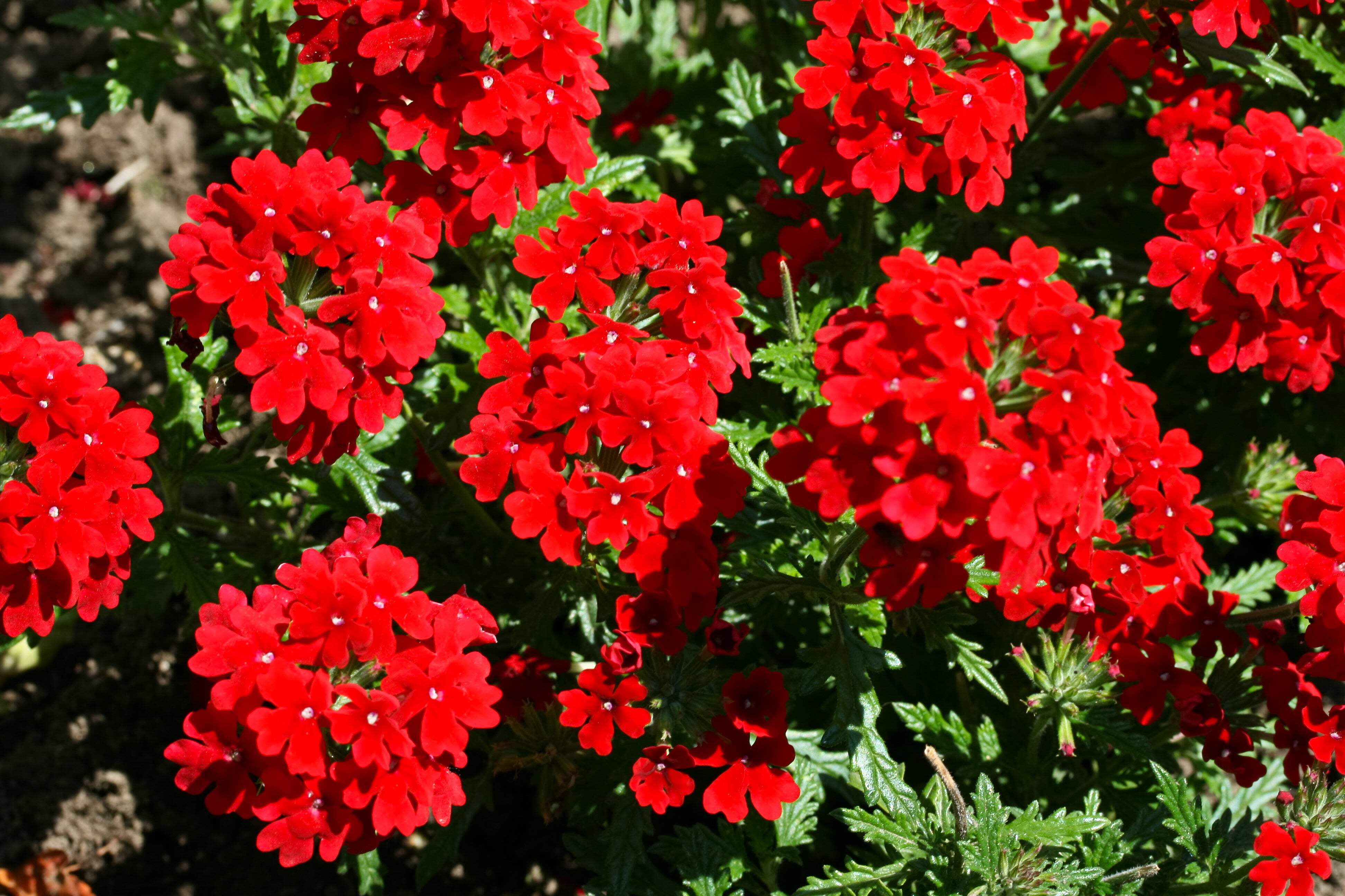 Seedville USA, Flower Seeds, 50 Scarlet Verbena Nana Compacta - Walmart.com