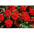 Seedville USA, Flower Seeds, 50 Scarlet Verbena Nana Compacta - Walmart.com
