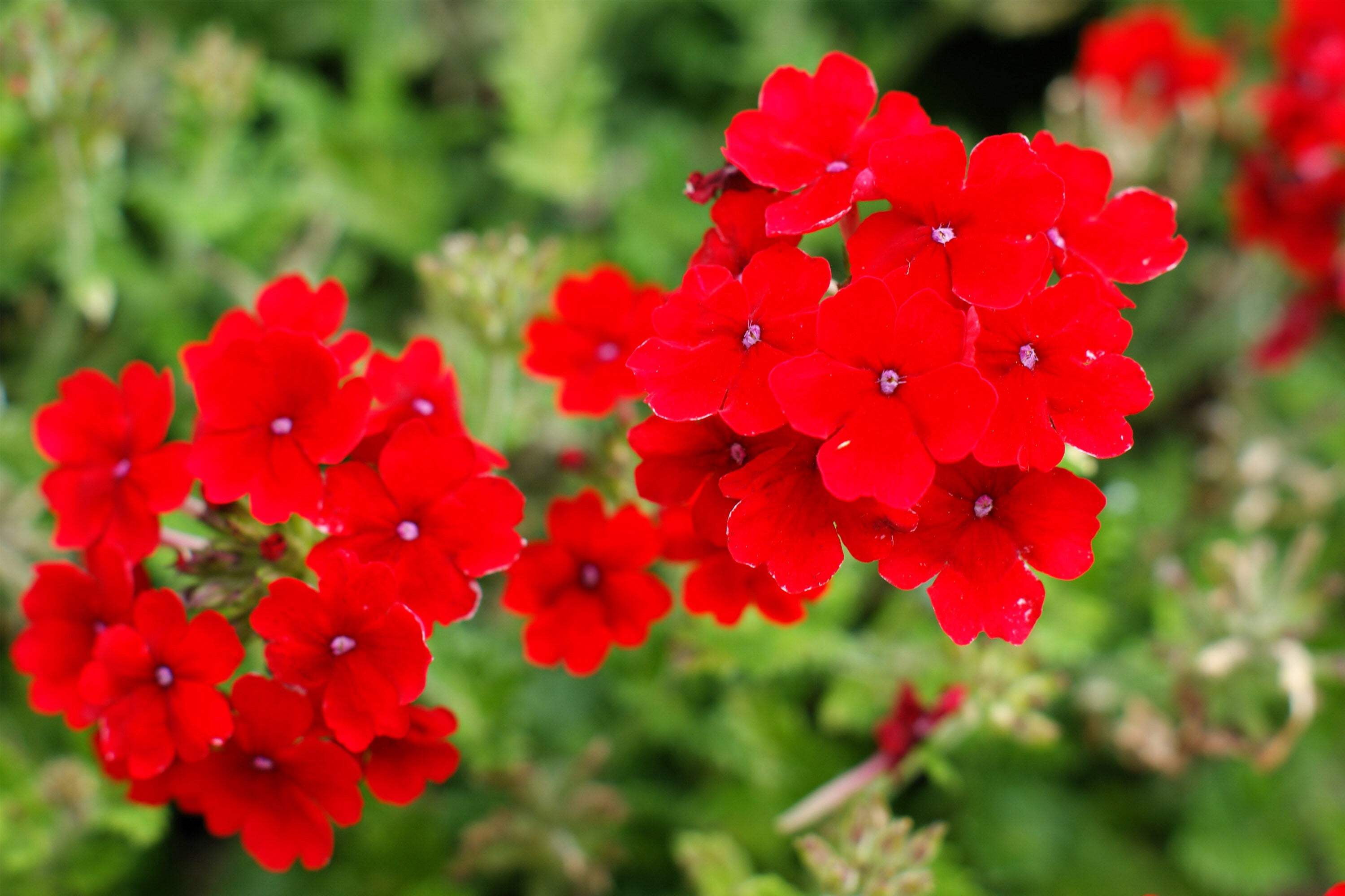 50 SCARLET VERBENA Red Nana Compacta Fragrant Flower Seeds - Walmart.com